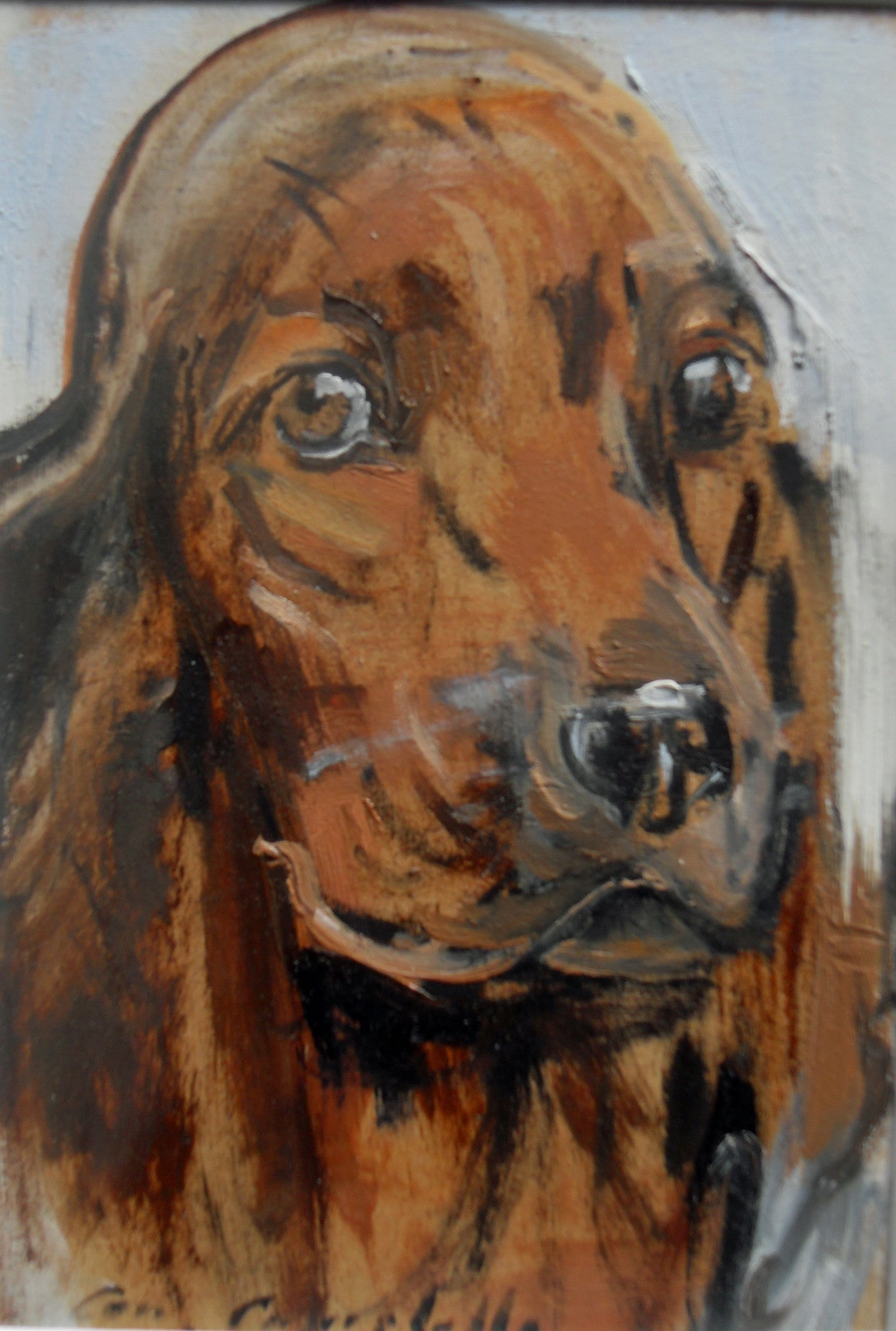 Cocker Spaniel