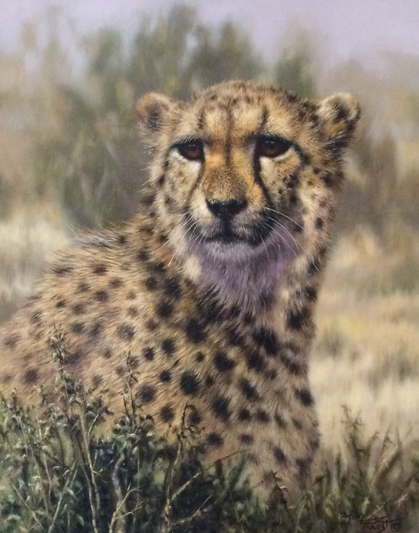 Cheetah