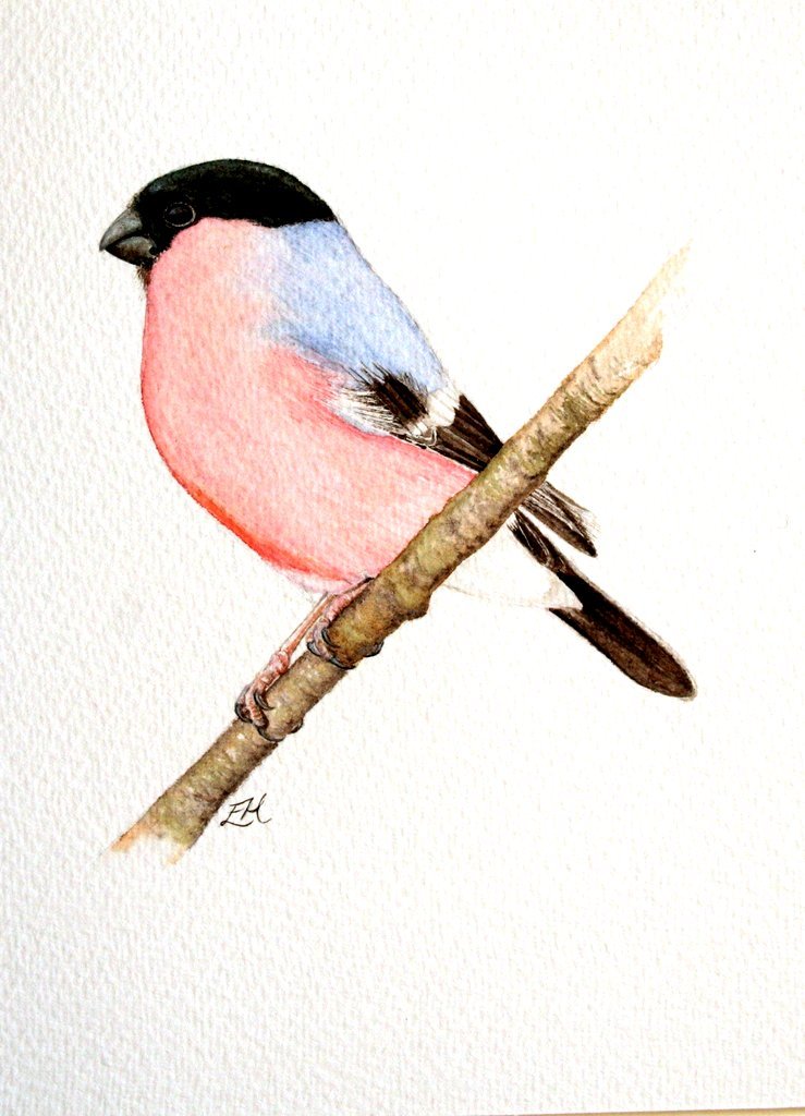 Bullfinch